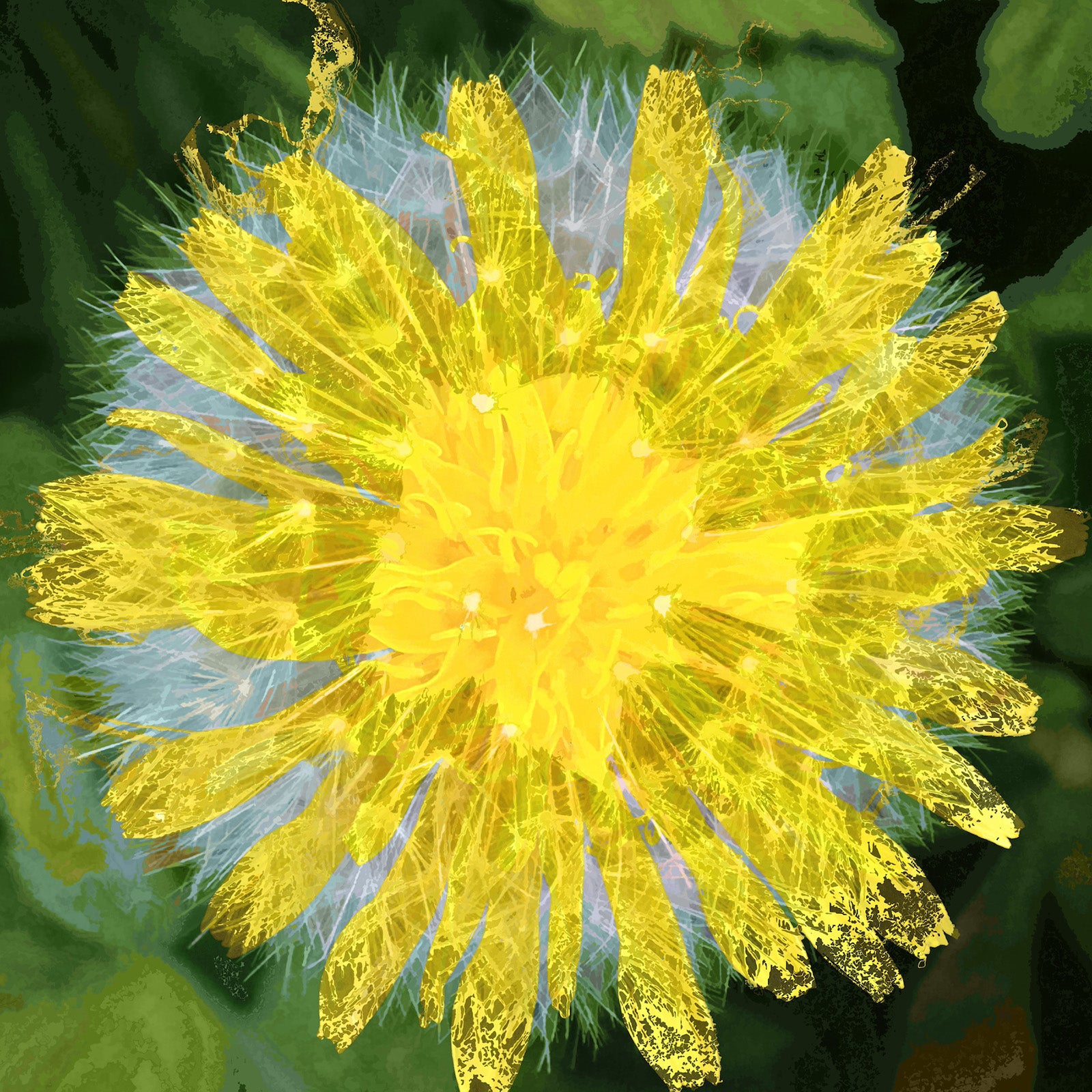 "Dandelion" by Martin Brooks - A Contemporary Digital Print on Paper
